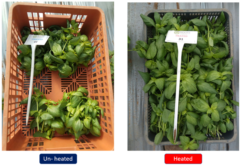 Roots releases exceptional pilot results